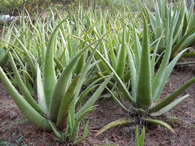 Todo Plantas